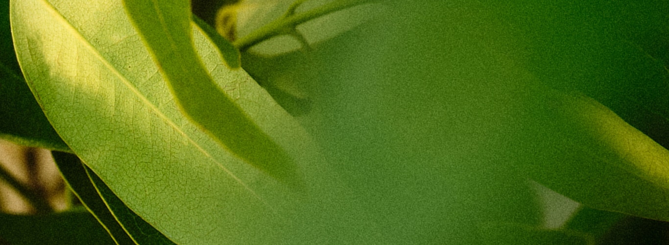 Get 15% Off + Free Shipping* On Your First Order | Origins